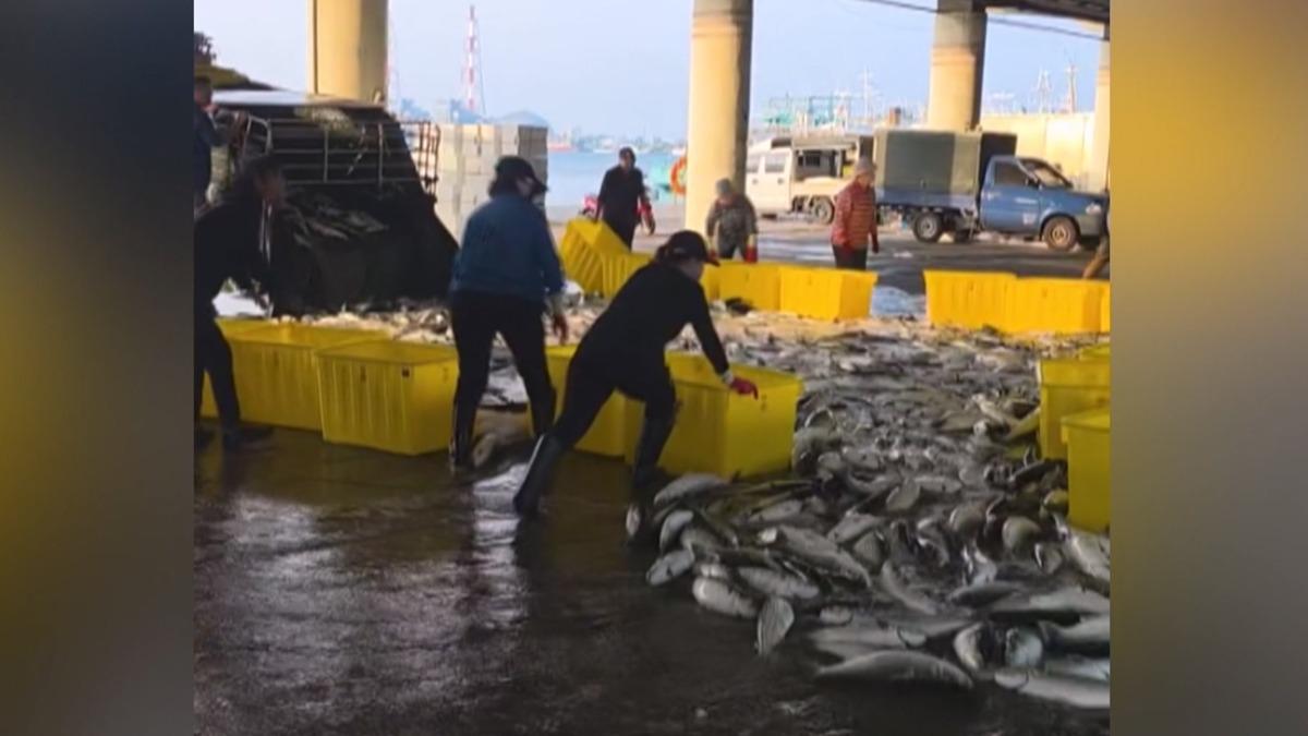 烏金報到！ 卡車卸貨如瀑布般 成本高漲養殖戶要「棄養」│TVBS新聞網