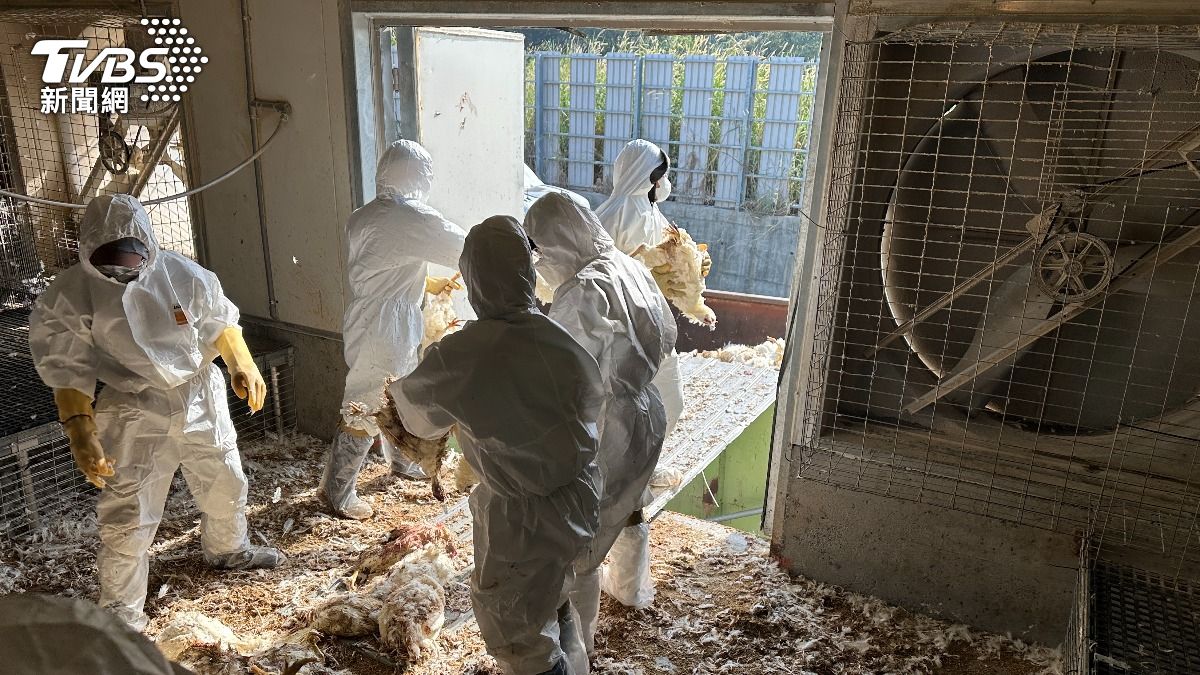 嘉義縣3養雞場爆禽流感！2週內撲殺12.9萬隻雞│TVBS新聞網