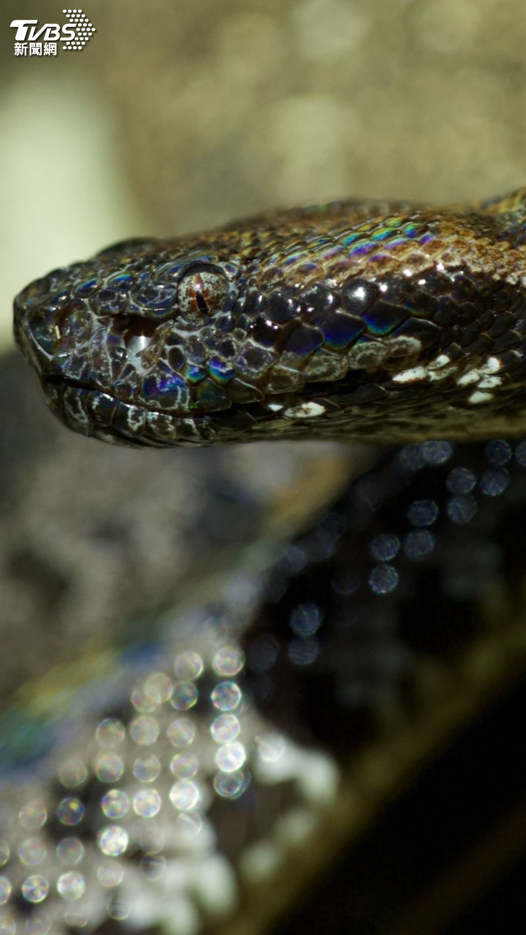 台東大二生夜巡喜見「草莓頭」 專家認證：中頭獎！│TVBS新聞網