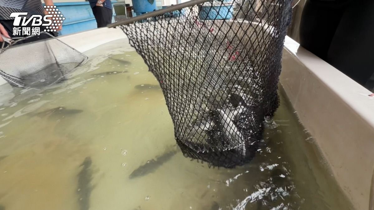 尚青ㄟ鱸魚現撈最對味 金門農工開賣10分鐘600尾被掃光│TVBS新聞網