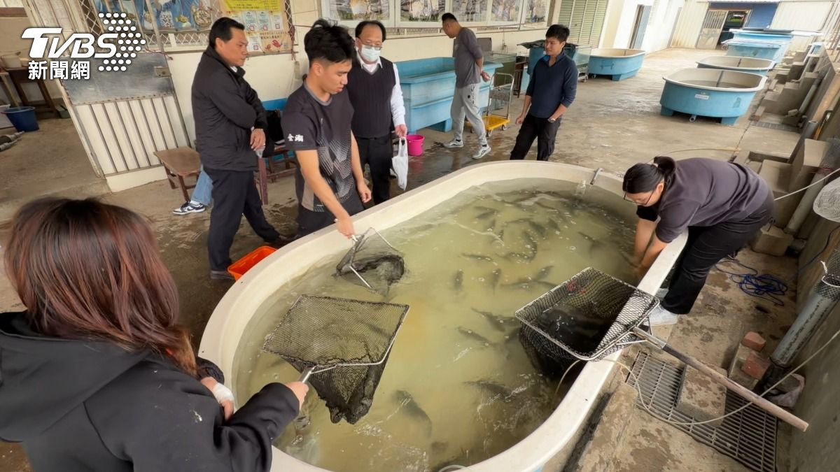 尚青ㄟ鱸魚現撈最對味 金門農工開賣10分鐘600尾被掃光│TVBS新聞網