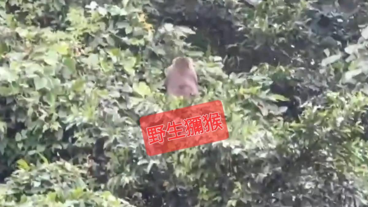 猴子突竄車道！蘇澳移山路女騎士急閃自摔│TVBS新聞網