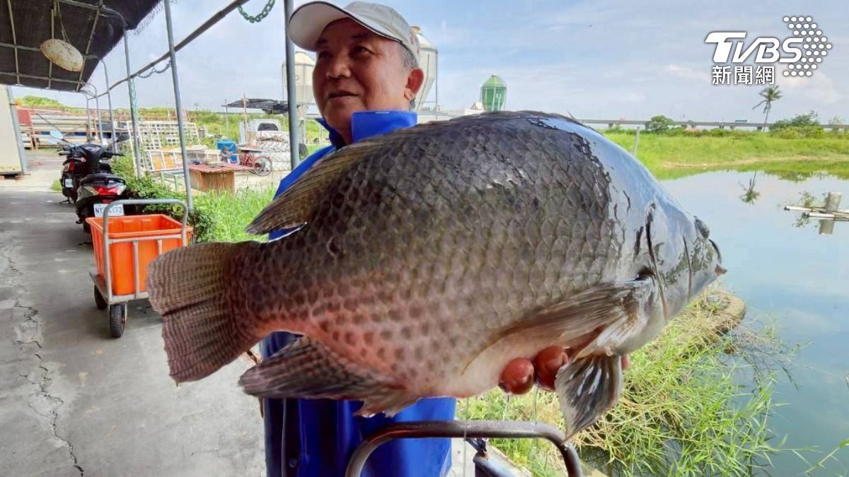 等不及關稅調降！台灣鯛池邊價崩盤 業者：賣就虧錢│TVBS新聞網