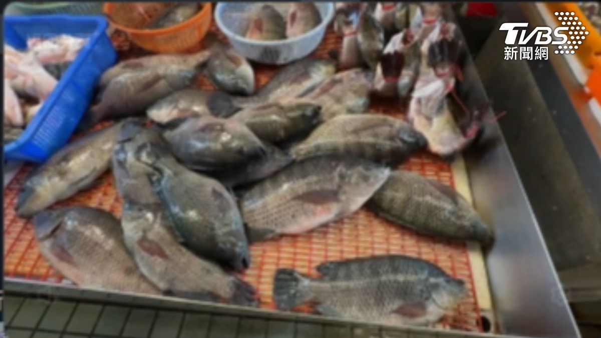 等不及關稅調降！台灣鯛池邊價崩盤 業者：賣就虧錢│TVBS新聞網