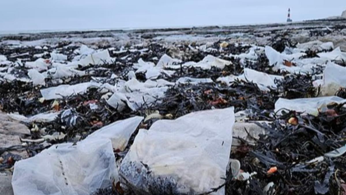 強風吹落20貨櫃！英海灘驚見「薯條海」 堆疊達60公分│TVBS新聞網