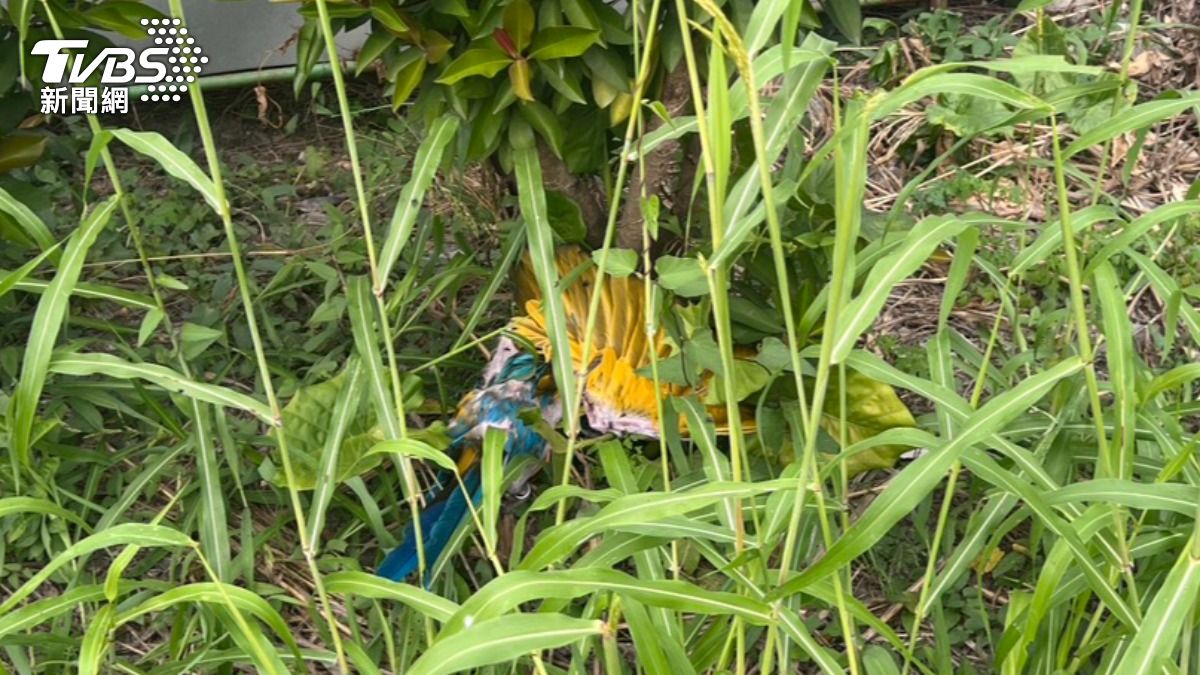 疑嫌吵！屏東惡鄰「持刀闖入宅」虐殺4鸚鵡 折翼棄屍水溝│TVBS新聞網