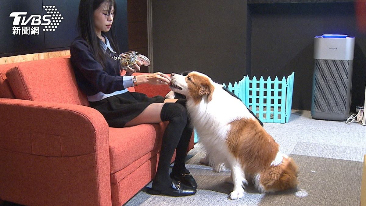 台灣邁入「一寶兩寵」時代！ 新生兒數跌破11萬、不生小孩改養毛孩│TVBS新聞網