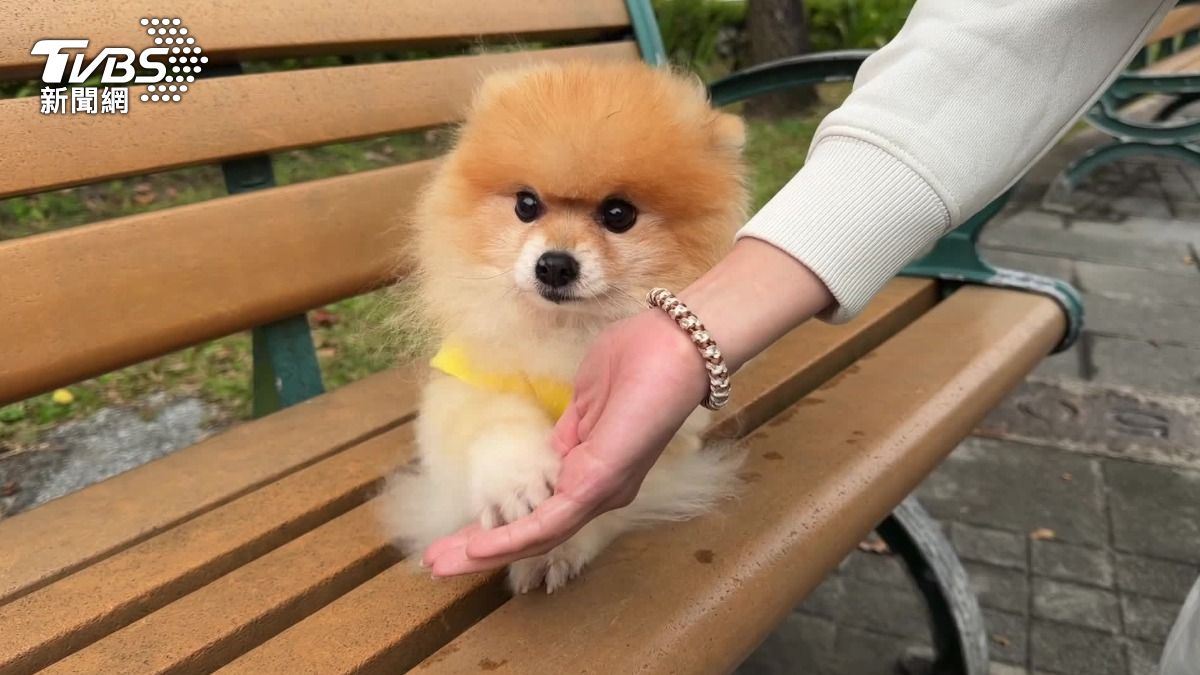 比潮！愛迪達寵物裝「這門市」限定 毛孩搶穿POLO、GAP│TVBS新聞網