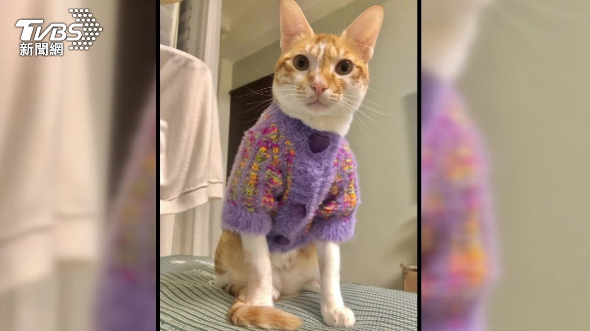 比潮！愛迪達寵物裝「這門市」限定 毛孩搶穿POLO、GAP│TVBS新聞網