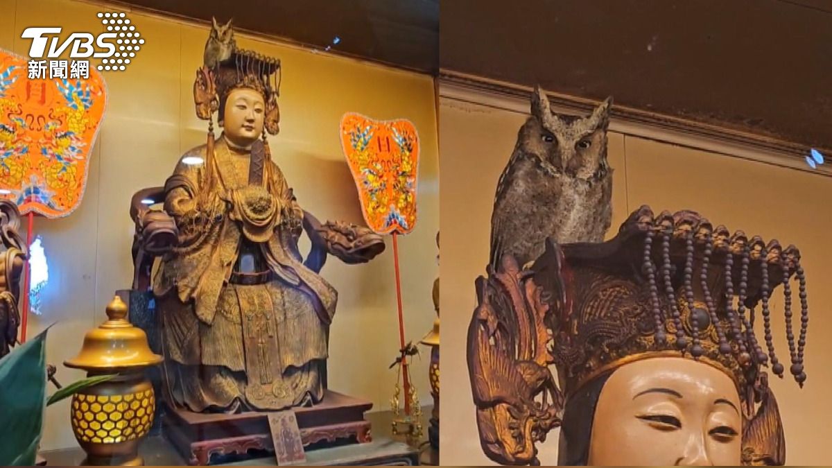 貓頭鷹「卡位媽祖頭冠」歪頭賣萌 網笑：霍格華茲來的│TVBS新聞網