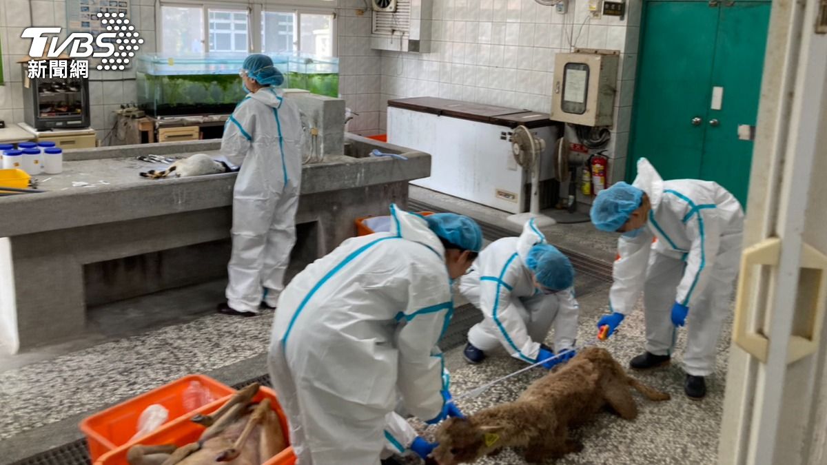 全台首宗空拍機投毒！農場主人不滿員工跳槽 毒殺同業羊駝│TVBS新聞網