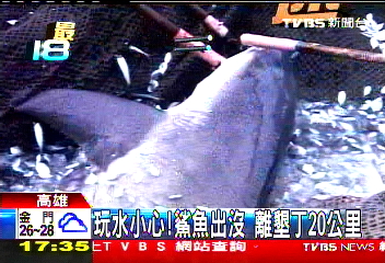 有鯊魚！ 研究推測：離墾丁岸邊僅200M│TVBS新聞網