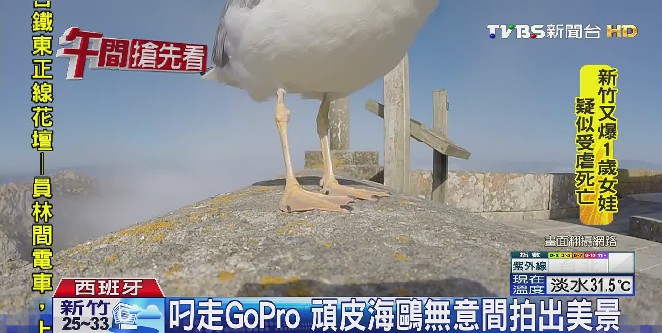 拍海鷗GoPro反被叼走 情侶追趕叫喊│TVBS新聞網