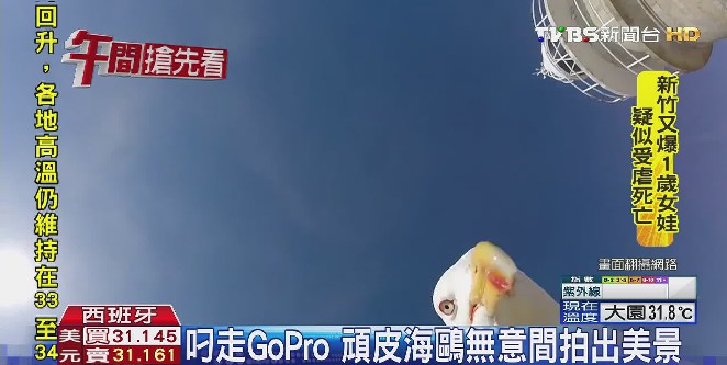 拍海鷗GoPro反被叼走 情侶追趕叫喊│TVBS新聞網